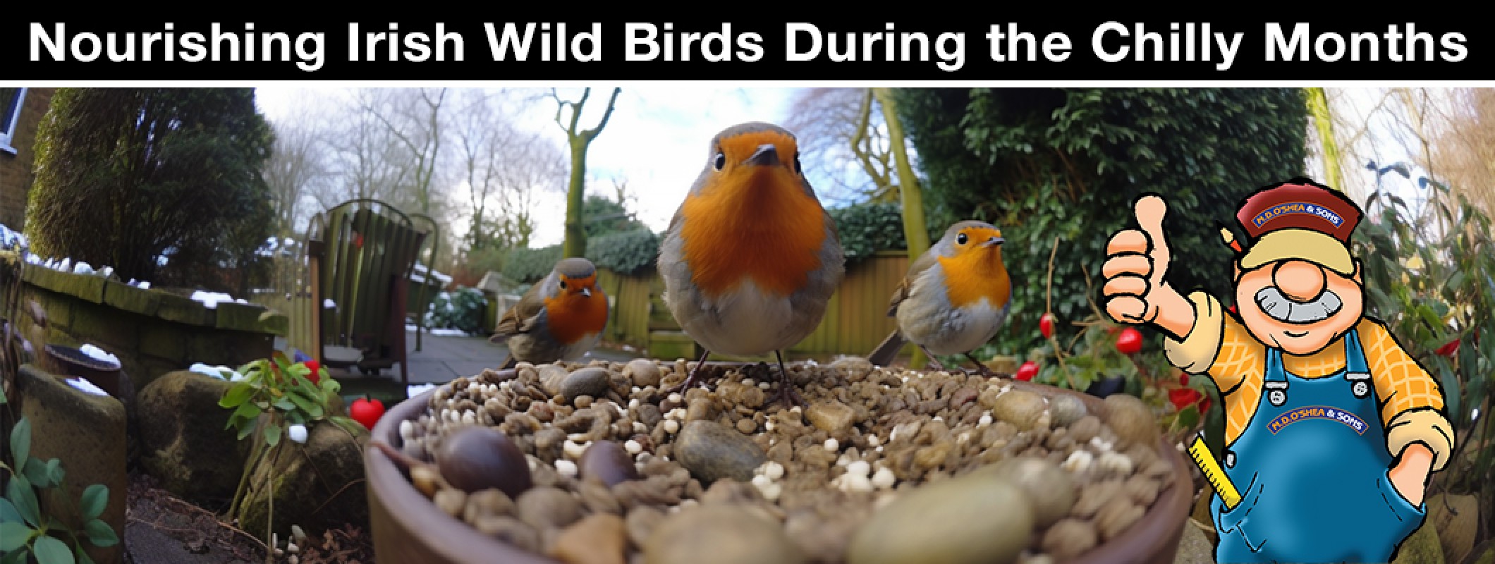 Nourishing Irish Wild Birds During the Chilly Months